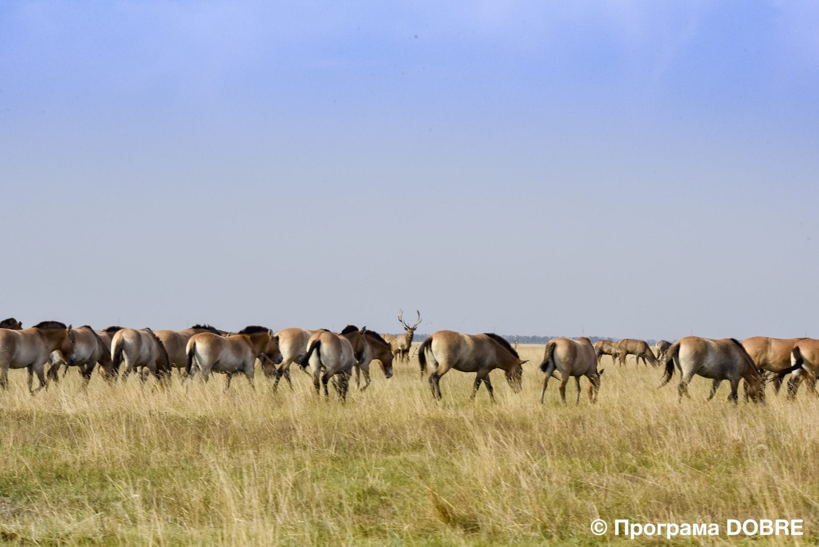 Askania-Nova Territorial Community - Cities 4 Cities | United 4 Ukraine